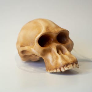 Australopithecus Africanus Skull Replica, Prehistoric Fossil Collection ...