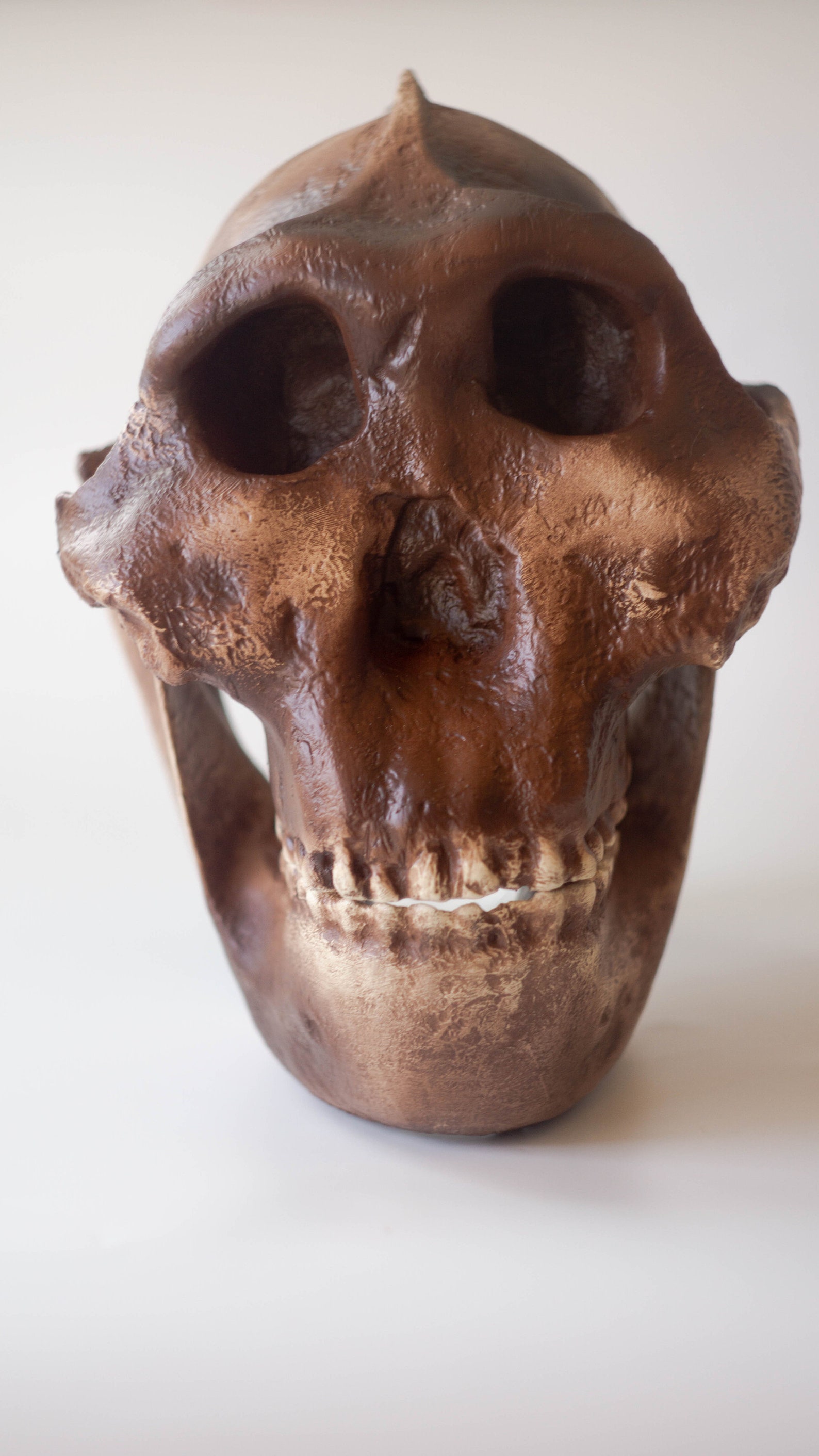 Australopithecus Boisei Skull Replica, Full-size 3d Printed Hominid ...