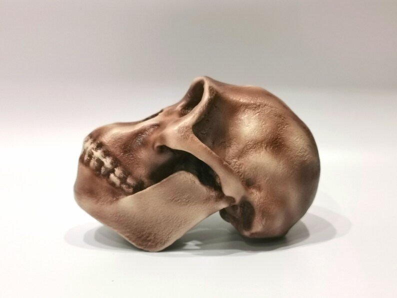 Australopithecus Africanus Skull Replica Full-size 3d Printed - Etsy