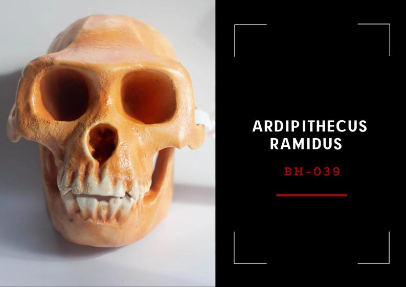 Ardipithecus Ramidus Skull Replica, Prehistoric Fossil Collection ...