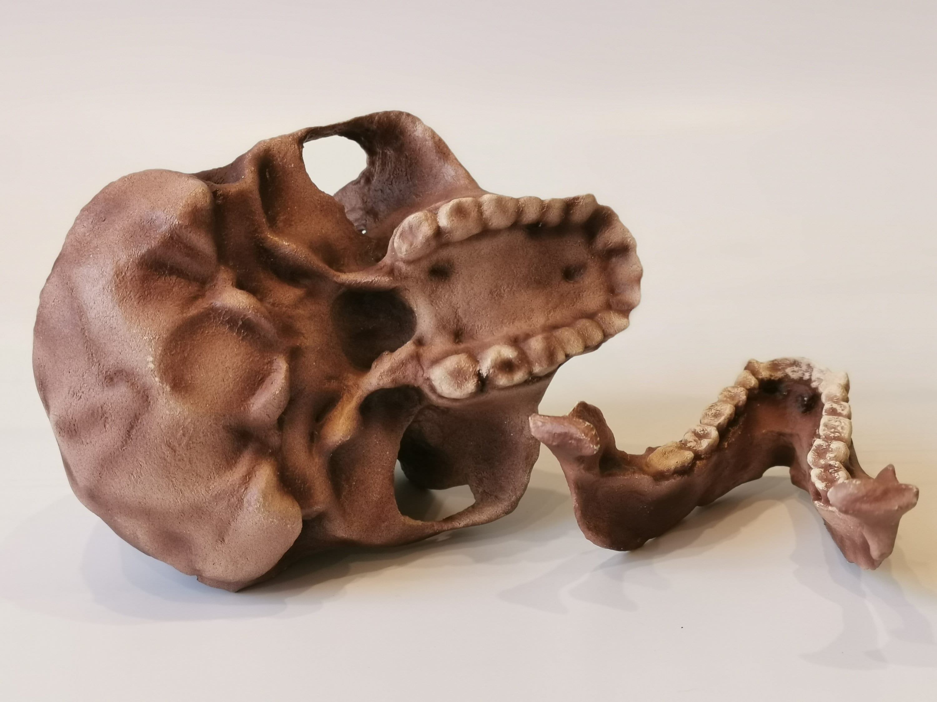 Australopithecus Afarensis Skull Replica, Lucy, Prehistoric Fossil ...