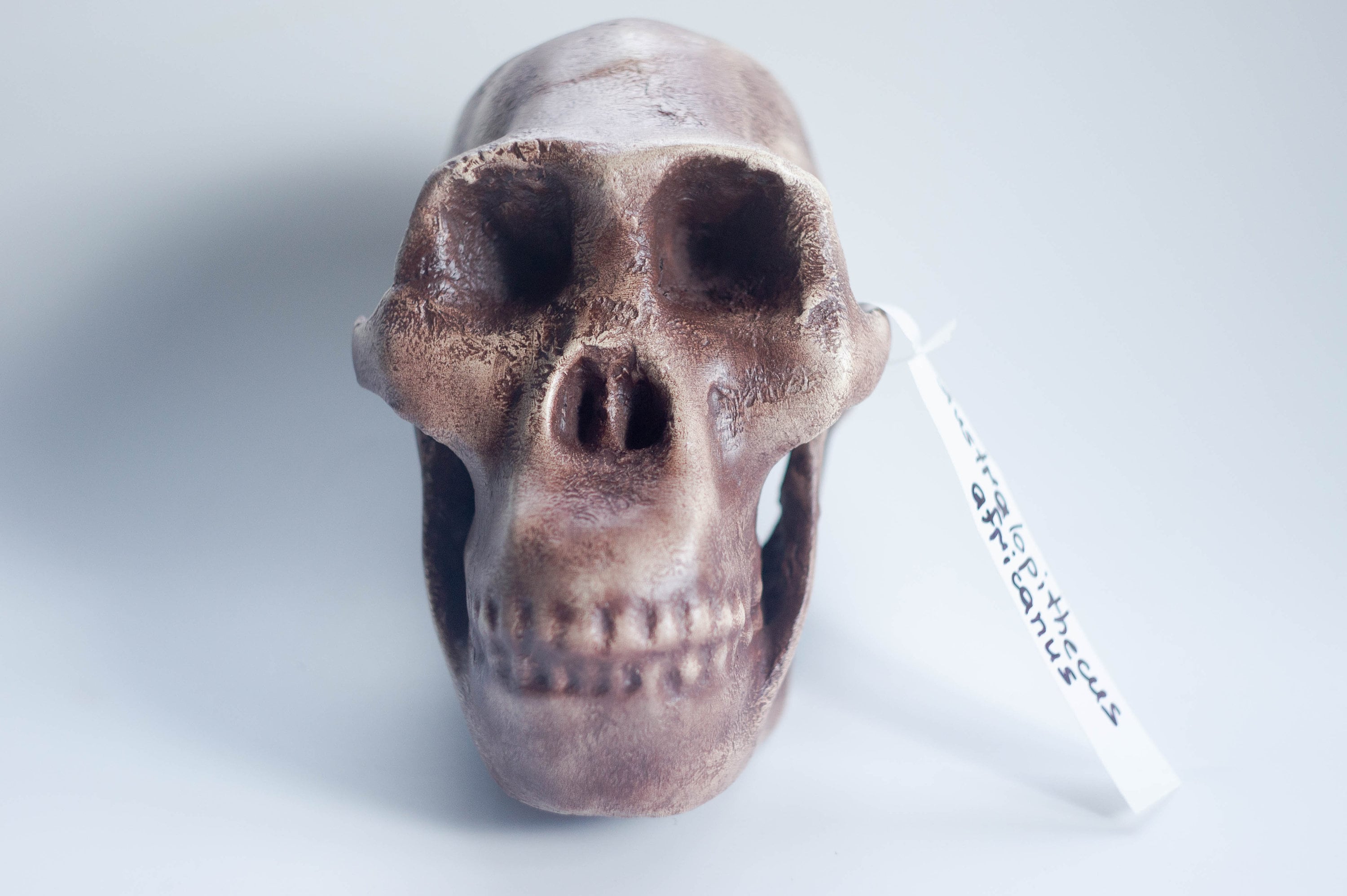 Australopithecus Africanus Skull Replica, Prehistoric Fossil Collection ...