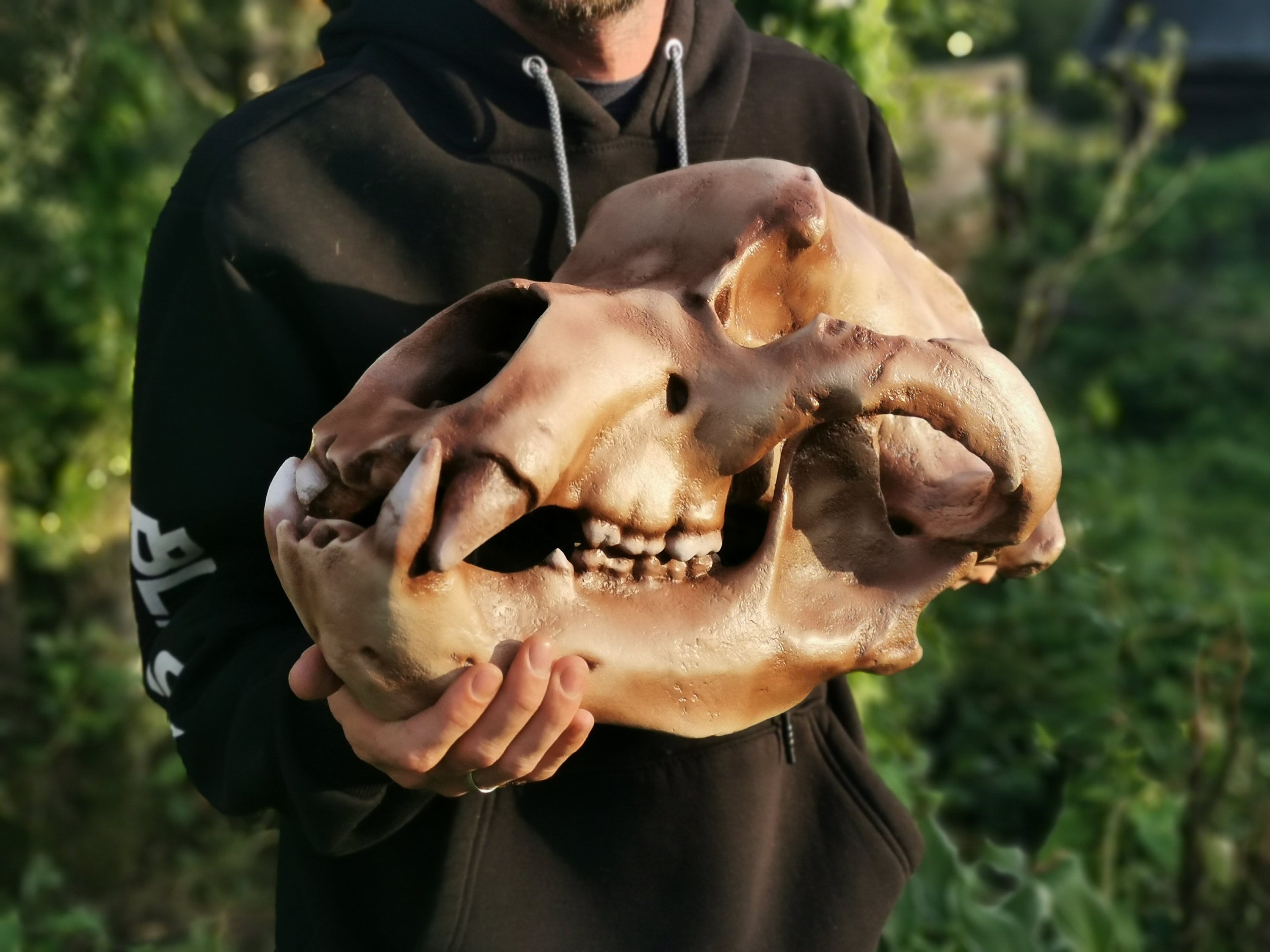 Cave Bear Anatomical Skull Replica, Prehistoric Animsl, Fossil ...