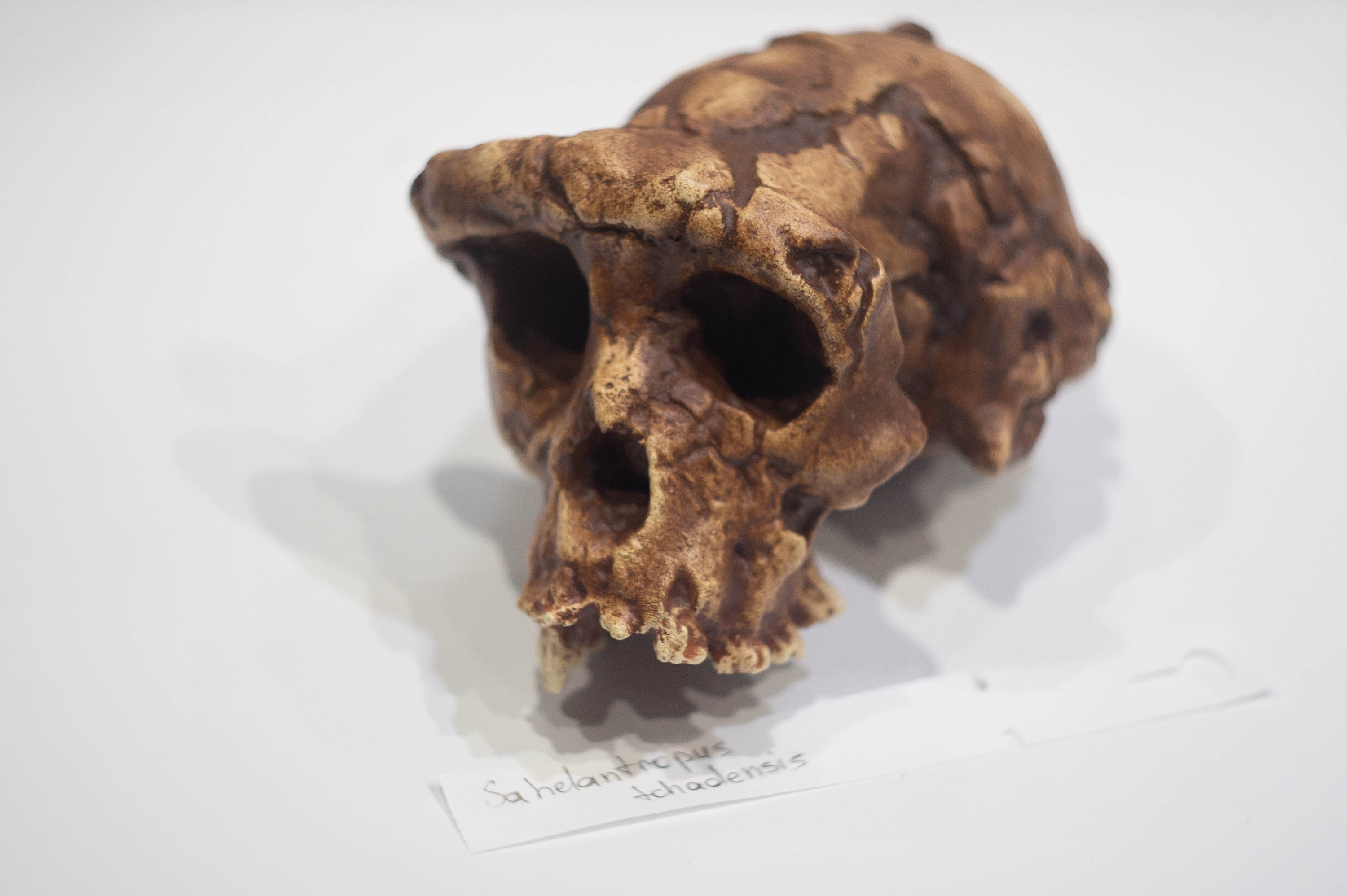 Sahelanthropus Tchadensis Skull Replica, Prehistoric Fossil Collection ...