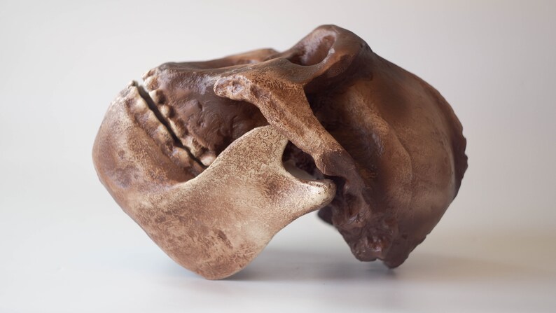 Australopithecus Boisei Skull Replica, Full-size 3d Printed Hominid ...