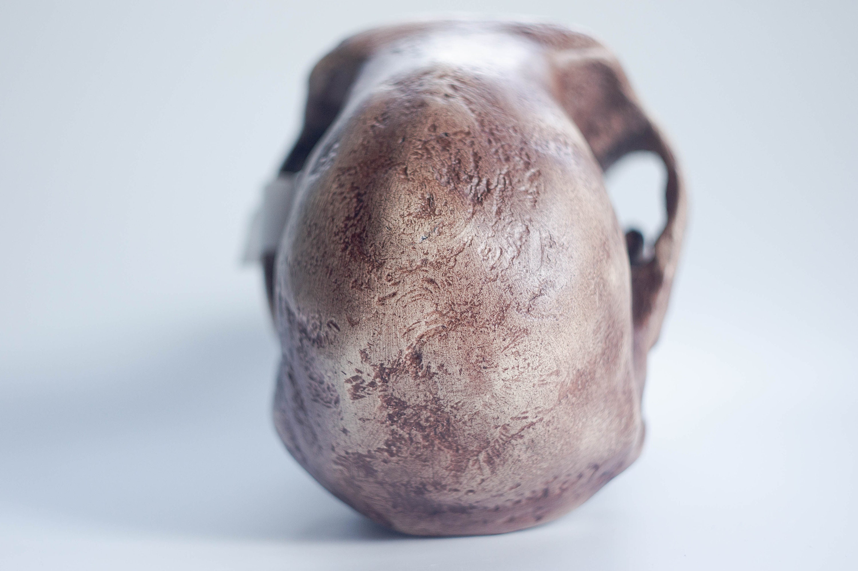 Australopithecus Africanus Skull Replica, Full-size 3d Printed Hominid ...