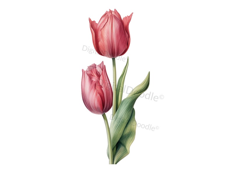 Tulip Flowers Clipart Pack 17 Digital PNG Images With - Etsy