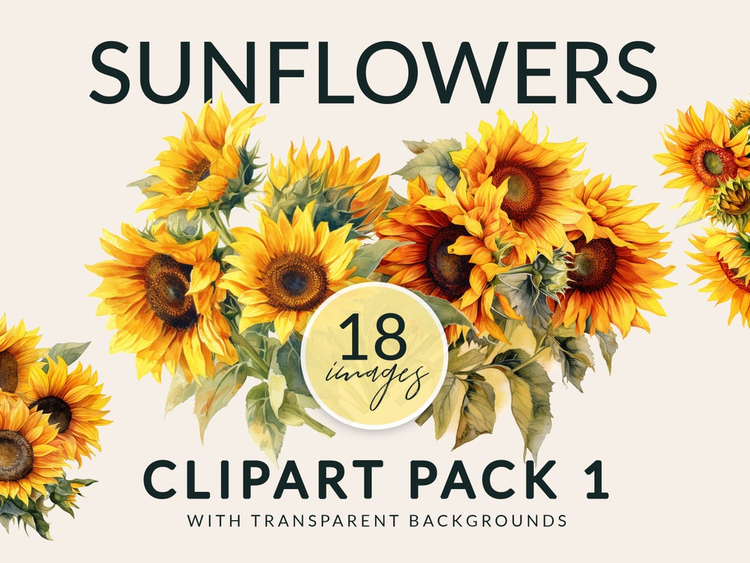 Sunflowers Clipart Pack 18 Digital PNG Images With Transparent ...