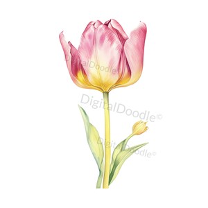 Tulip Flowers Clipart Pack 17 Digital PNG Images With - Etsy