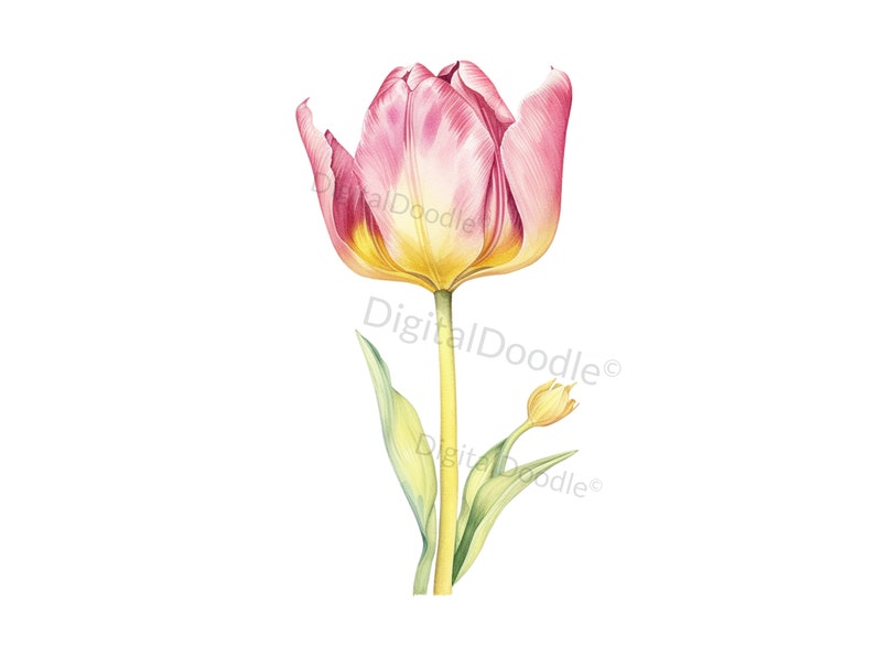 Tulip Flowers Clipart Pack 17 Digital PNG Images With - Etsy