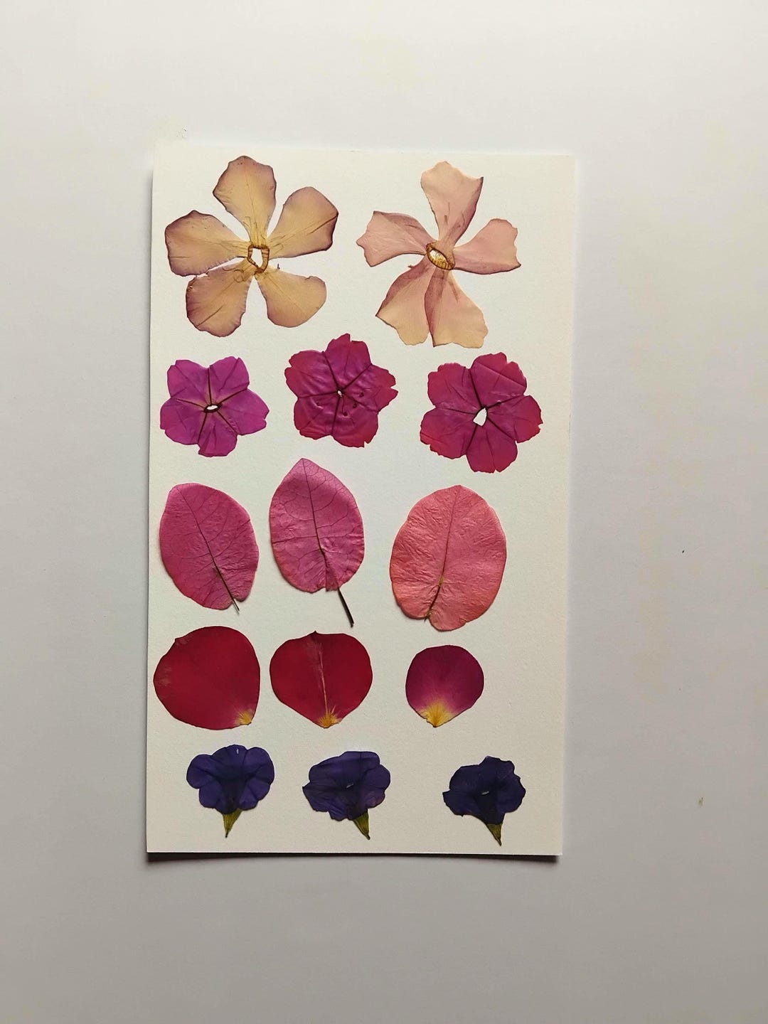 Pink Pressed Flowers and Petals - Etsy