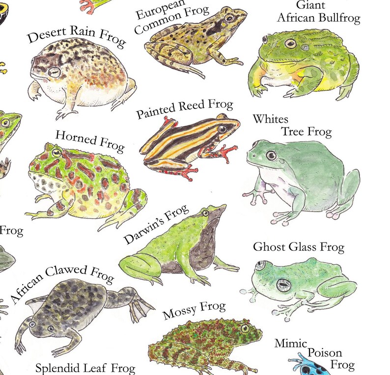 Frogs of the World Frog Poster Frog Art Frog Painting - Etsy