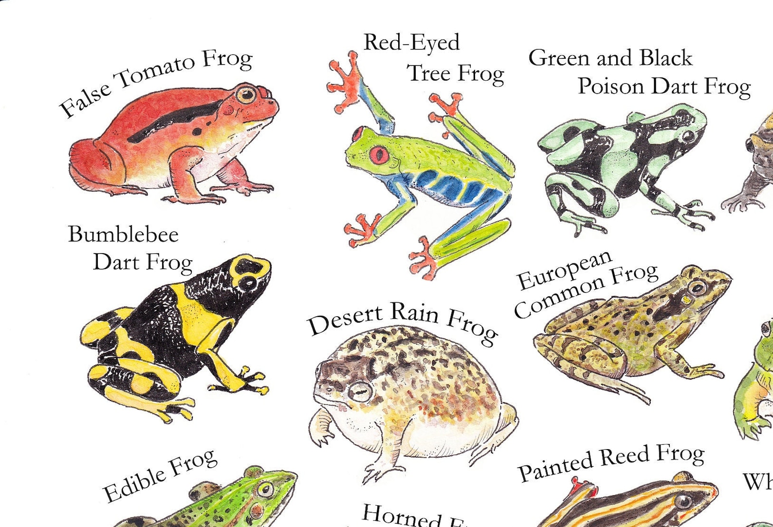Frogs of the World Frog Poster Frog Art Frog Painting - Etsy
