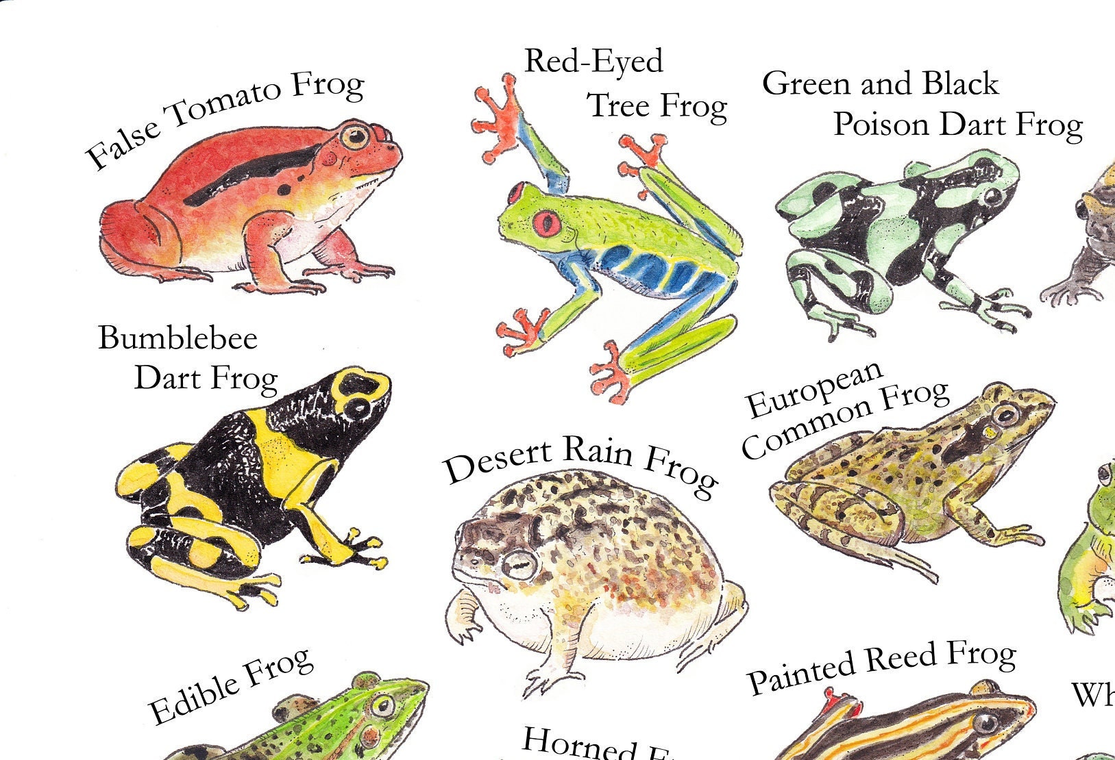 Frogs of the World Frog Poster Frog Art Frog Painting - Etsy