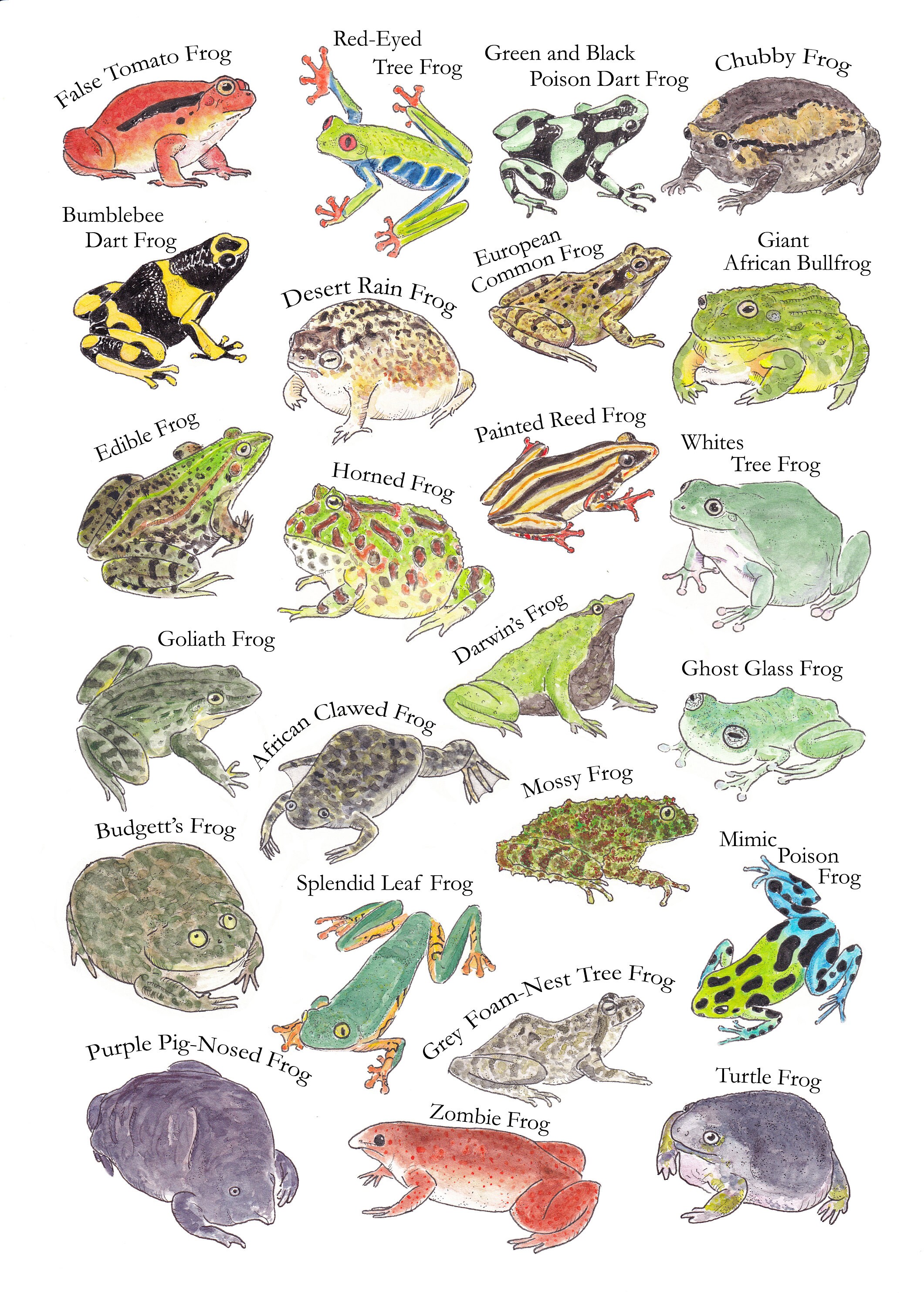 Frogs of the World Frog Poster Frog Art Frog Painting - Etsy