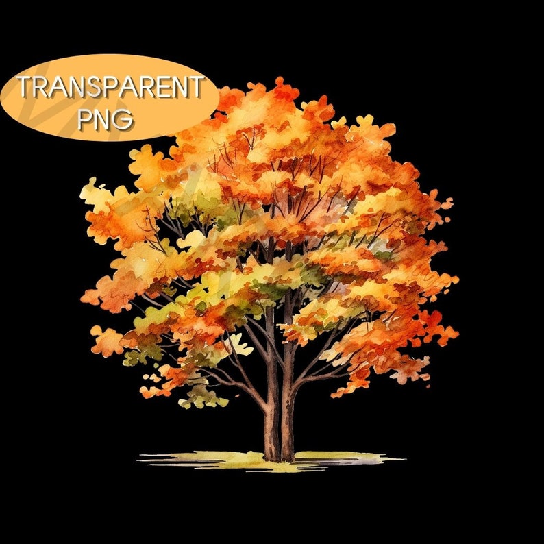 43 Fall Birch Trees Watercolor Clipart Autumn丨43 PNG Birch Tree Images ...