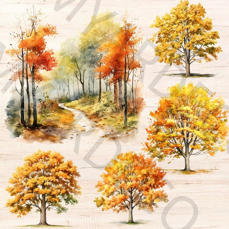 43 Fall Birch Trees Watercolor Clipart Autumn丨43 PNG Birch Tree Images ...