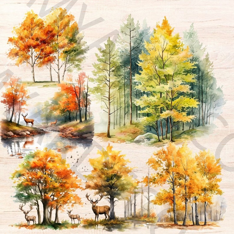 43 Fall Birch Trees Watercolor Clipart Autumn丨43 PNG Birch Tree Images ...