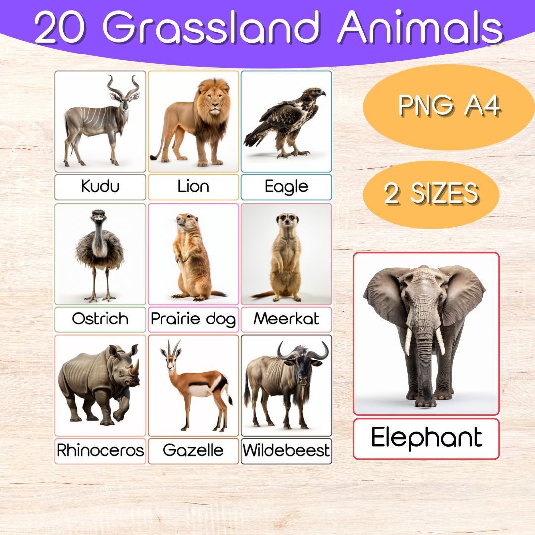 20 Grassland Animals丨flashcards Animals丨pdf Printable Cards Preschool丨 ...