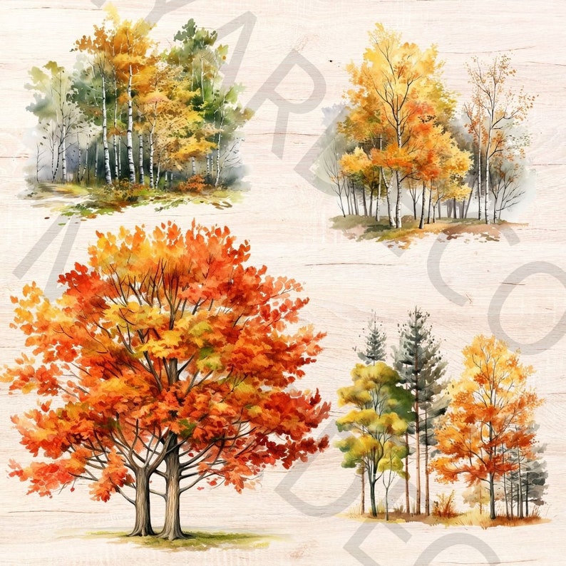 43 Fall Birch Trees Watercolor Clipart Autumn丨43 PNG Birch Tree Images ...