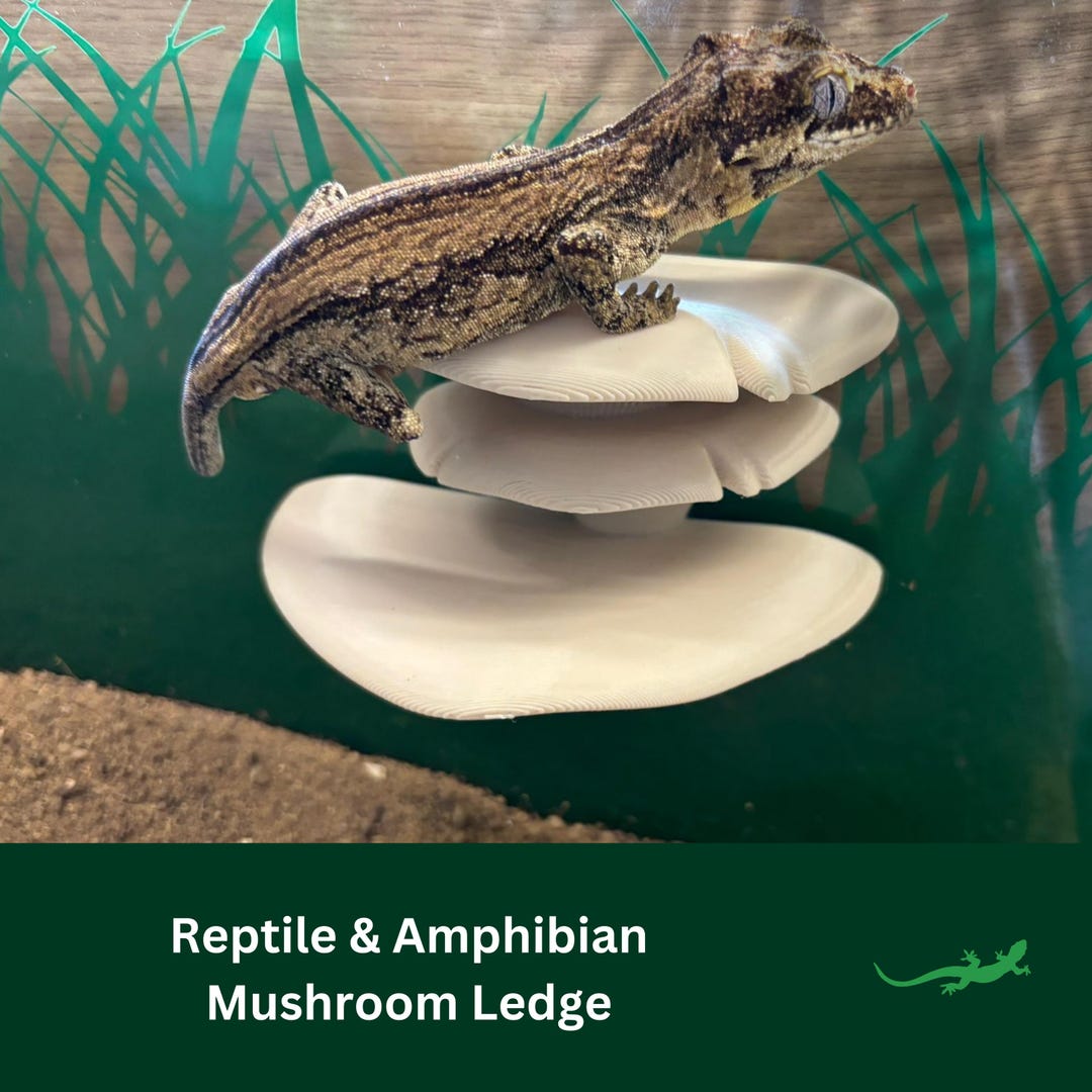 Mushroom Ledge Reptile Platform, Vivarium Decor, Gift for Crested Gecko ...