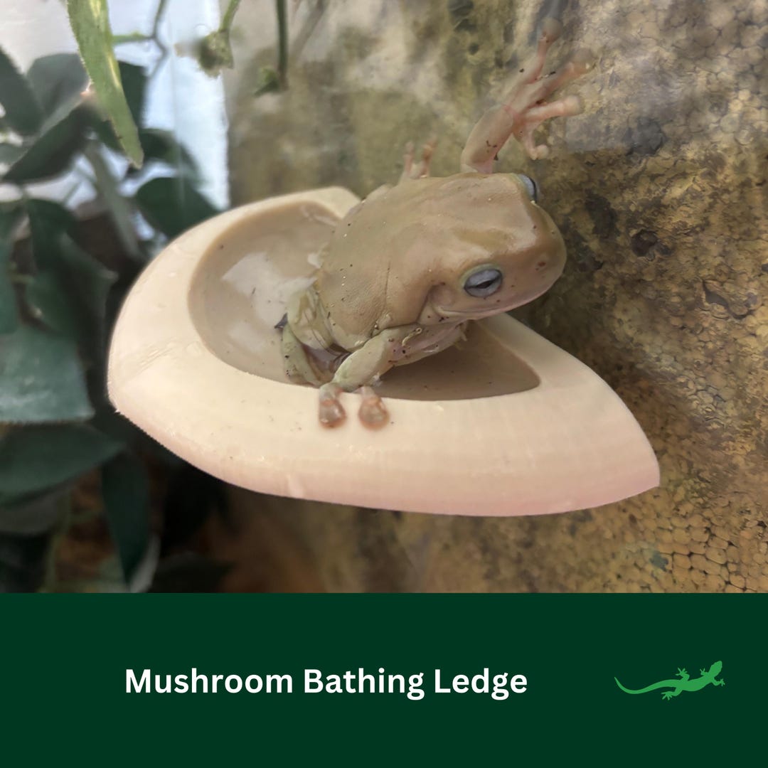 Mushroom Bathing FROG Ledge, Wall Mounted DRINKING Dish, Crested Gecko ...