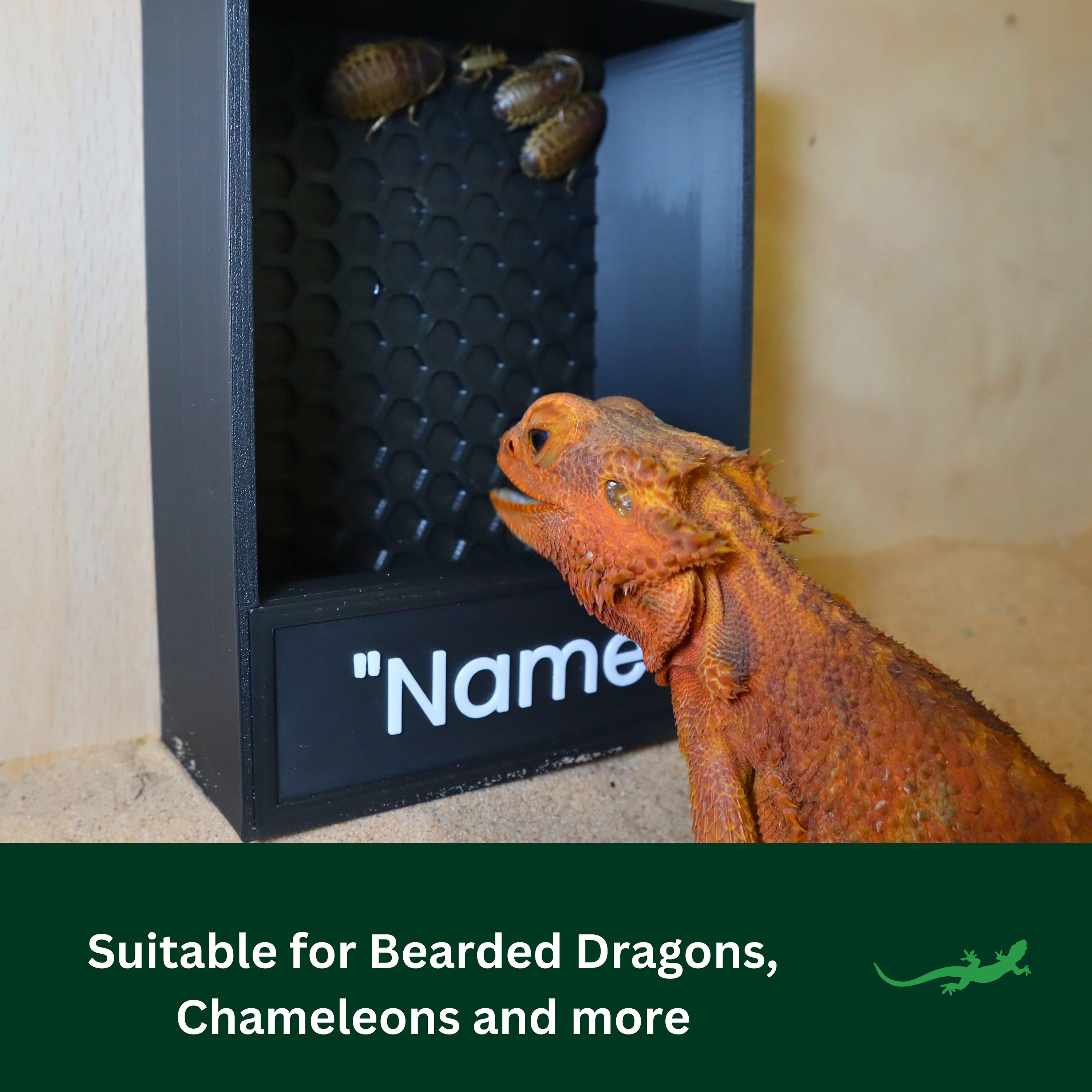 Personalised Reptile Insect Feeder Chameleon Feeding Box - Etsy UK