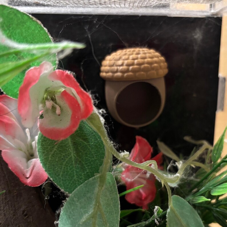 JUMPING SPIDER Acorn Hide, MAGNETIC Pet Enclosure Accessory, Spider ...