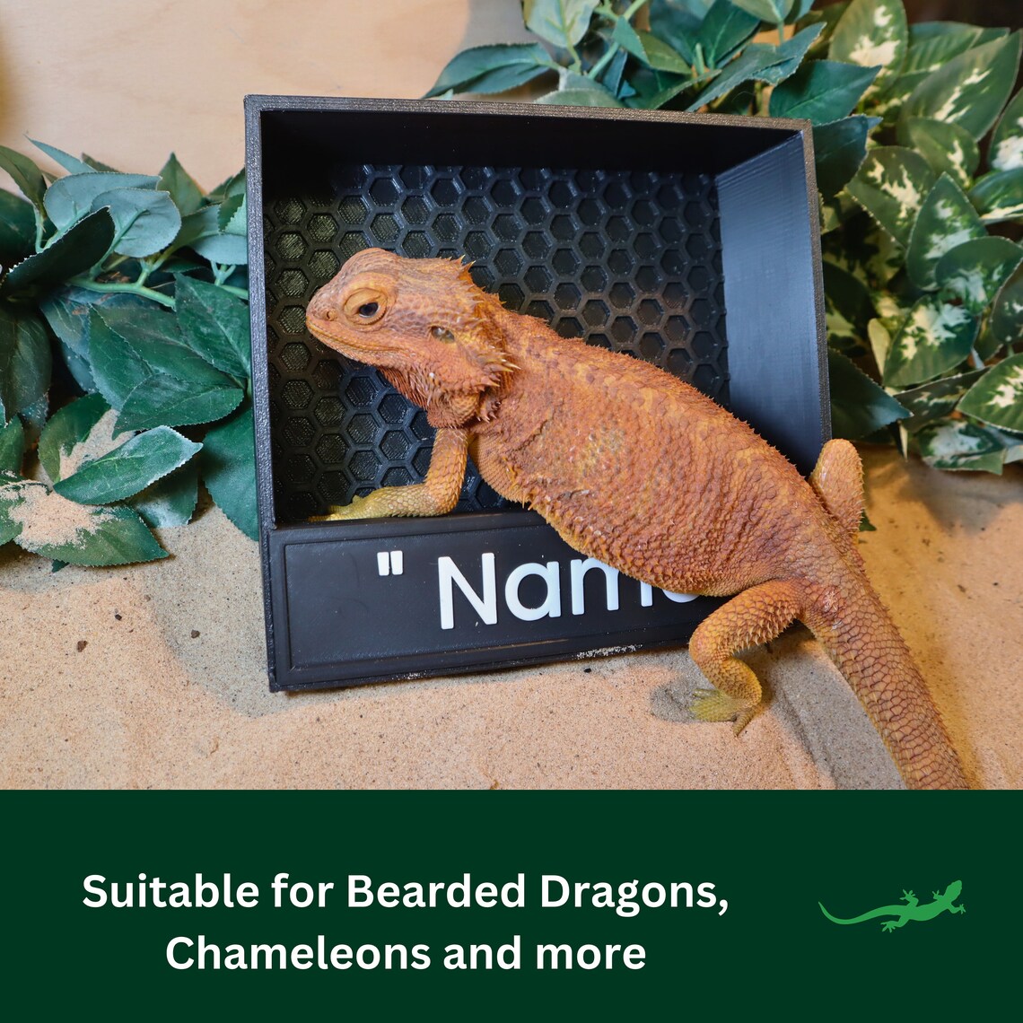 EXTRA LARGE Personalised Reptile Insect Feeder, Chameleon or Bearded ...