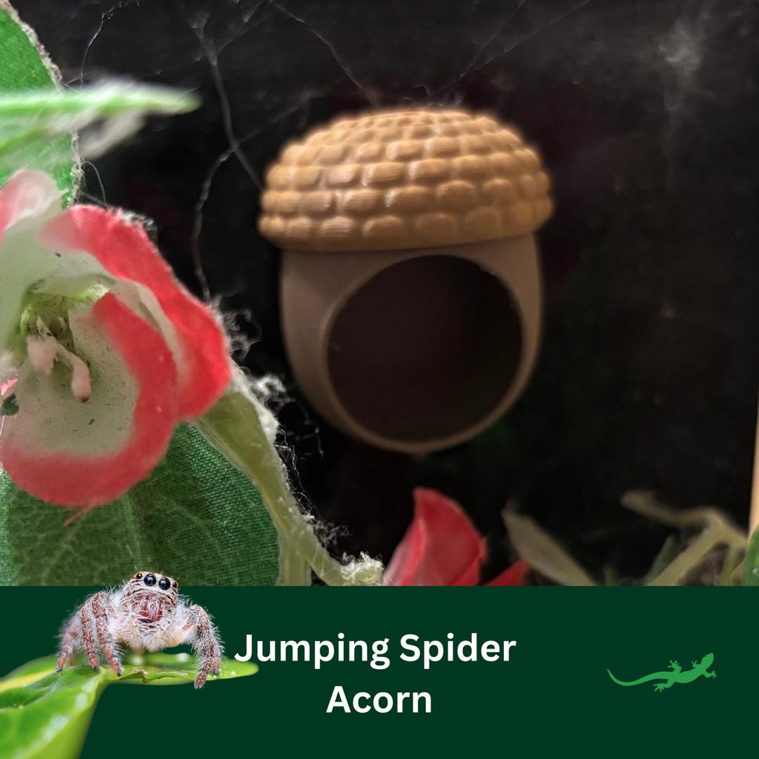 JUMPING SPIDER Acorn Hide, MAGNETIC Pet Enclosure Accessory, Spider ...