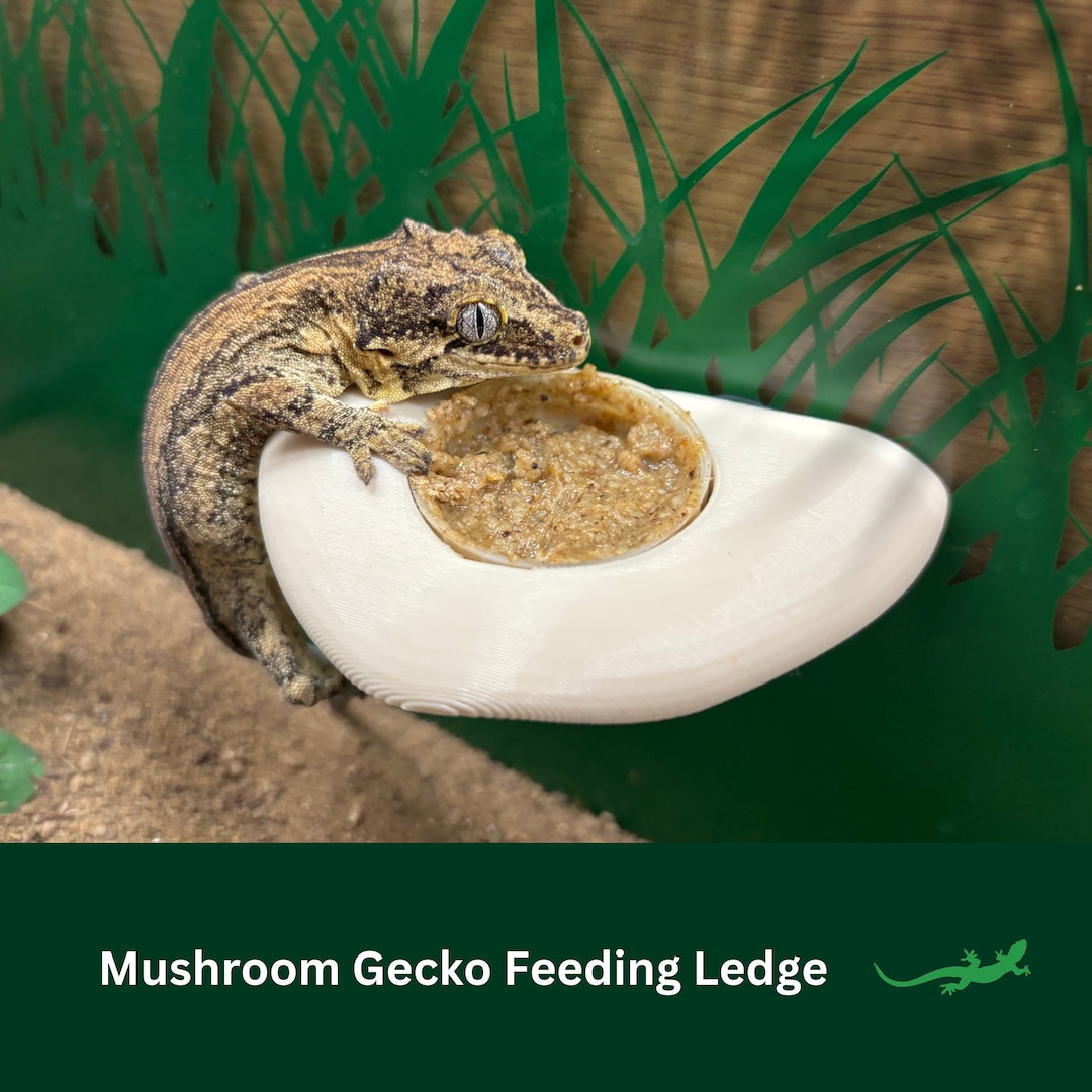 Mushroom Gecko Feeding Ledge, Wall Mounted Reptile Dish, Crested Gecko ...