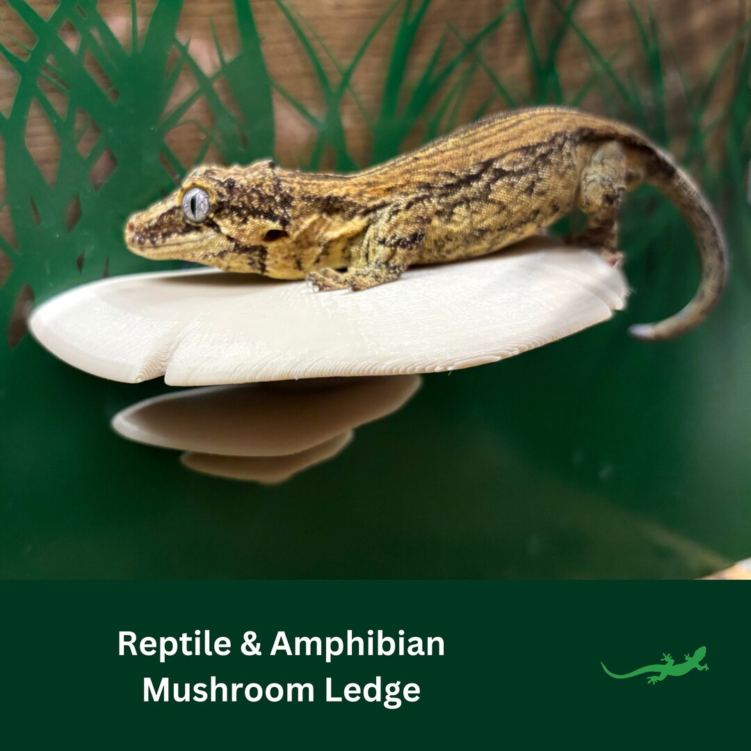 Mushroom Ledge Reptile Platform, Vivarium Decor, Gift for Crested Gecko ...