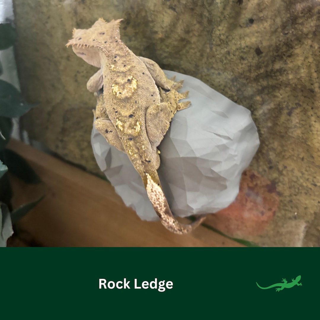 ROCK Ledge Reptile Platform, Vivarium Decor, Gift for Crested Gecko ...