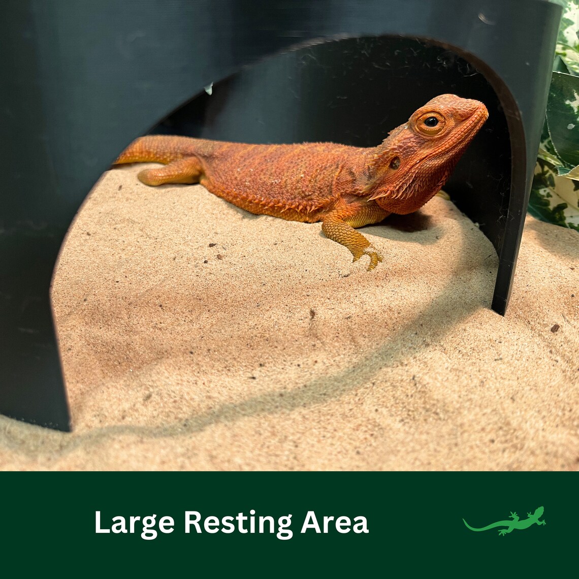 Bearded Dragon Hide, Huge Circular Hide for Reptile, Vivarium Climbing ...