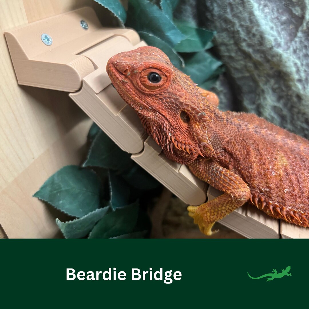 BEARDED DRAGON Rickety Bridge, Leachie Gecko Climbing Spot, Reptile ...