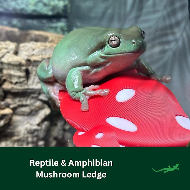 Frog With Suction Cups - Etsy Canada