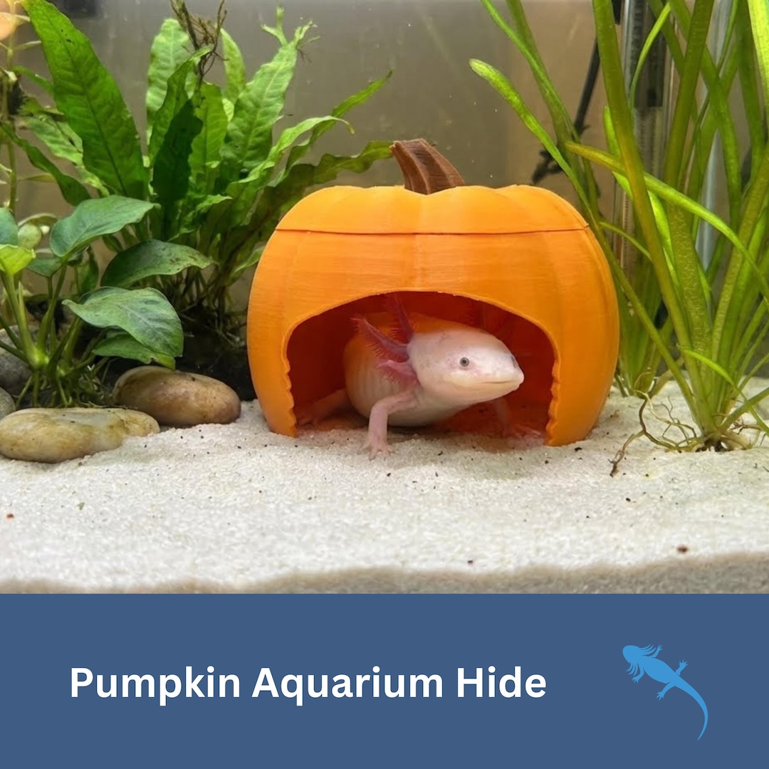 AXOLOTL Pumpkin Hide, GROUND, Aquarium Decoration, Betta, Fighter Fish ...
