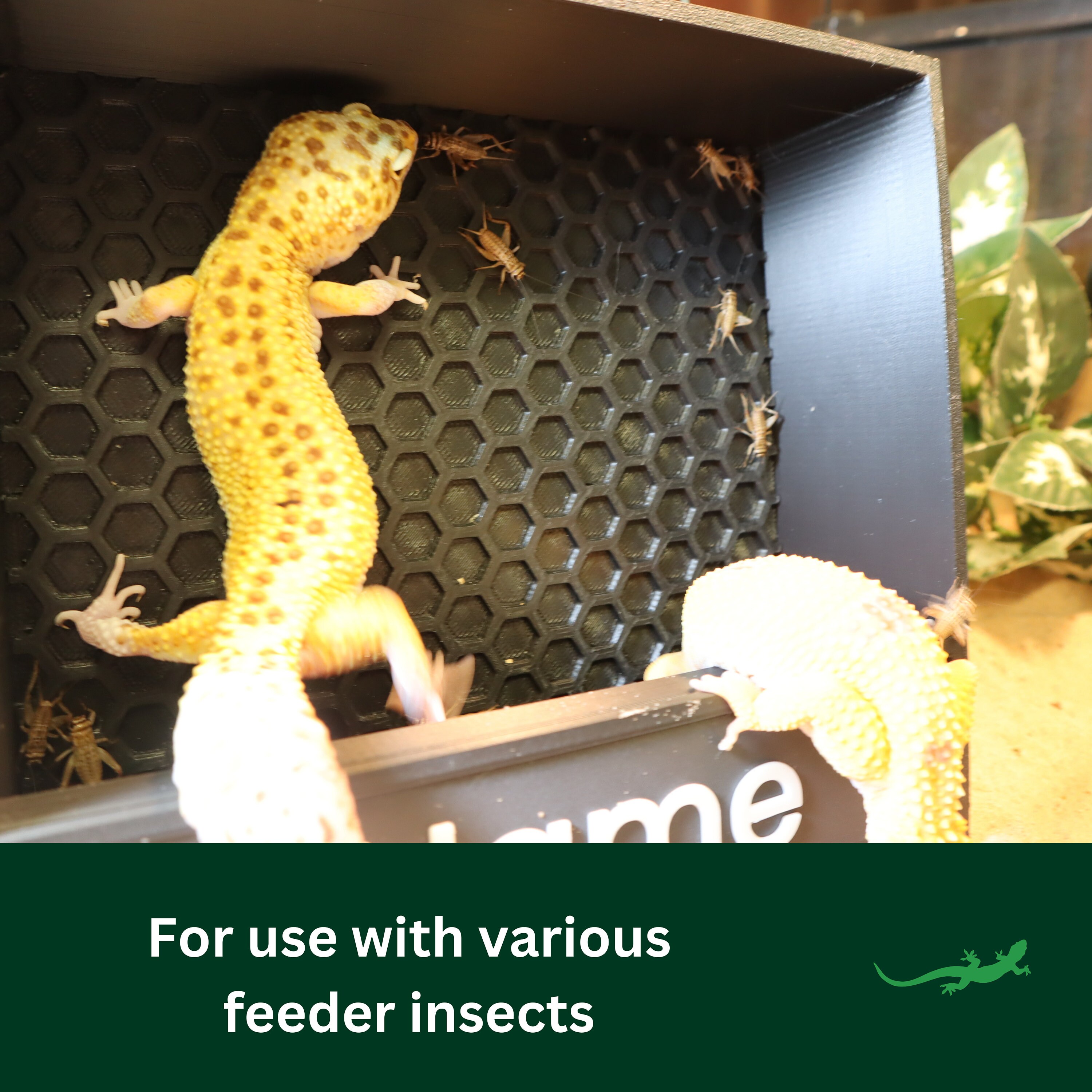 EXTRA LARGE Personalised Reptile Insect Feeder, Chameleon or Bearded ...