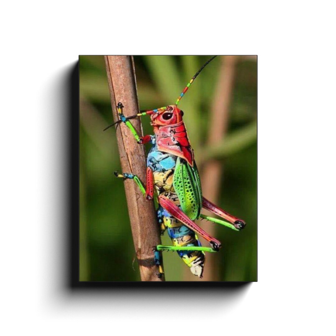 Rainbow Grass Hopper - Etsy