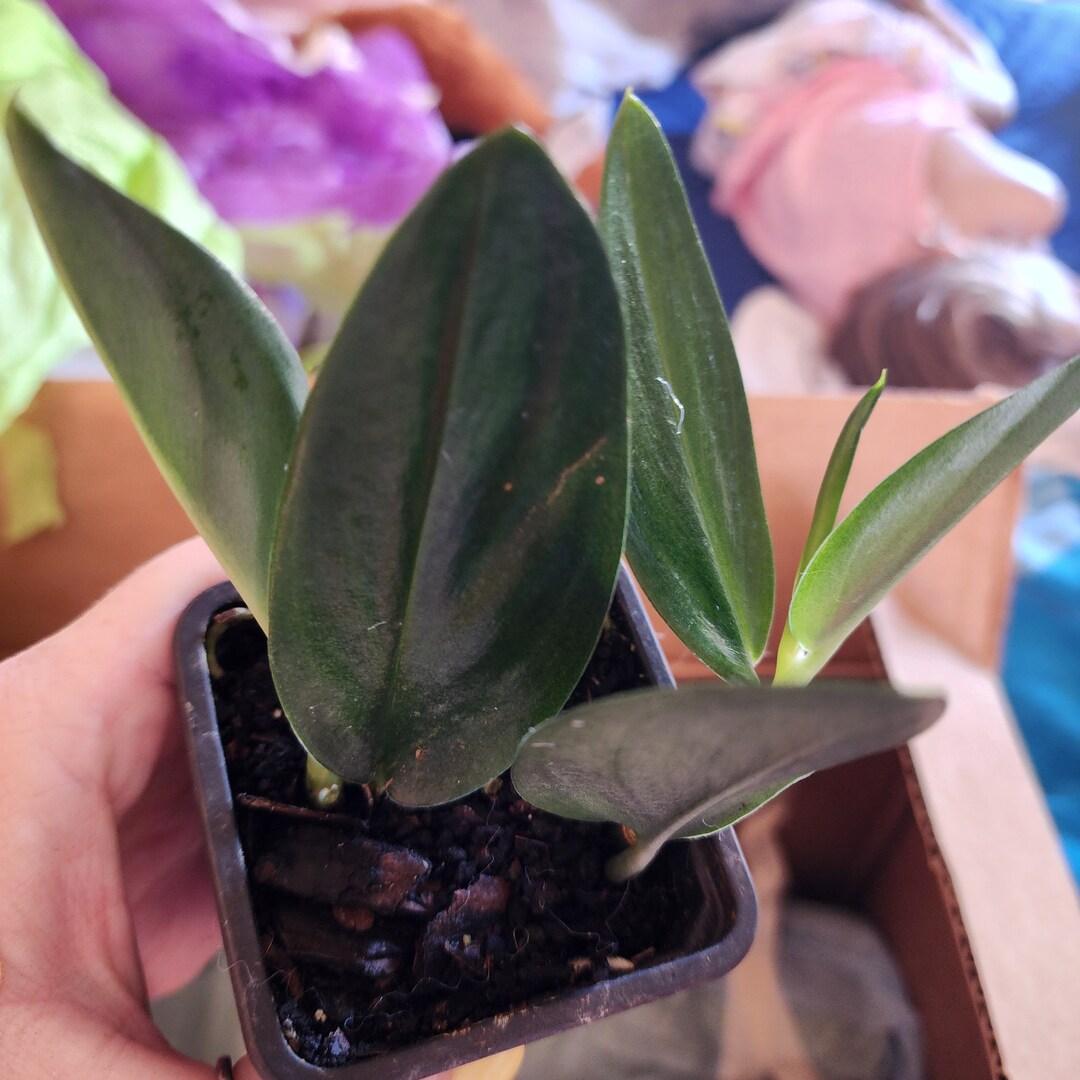 Scindapsus Treubii Dark Form - Etsy