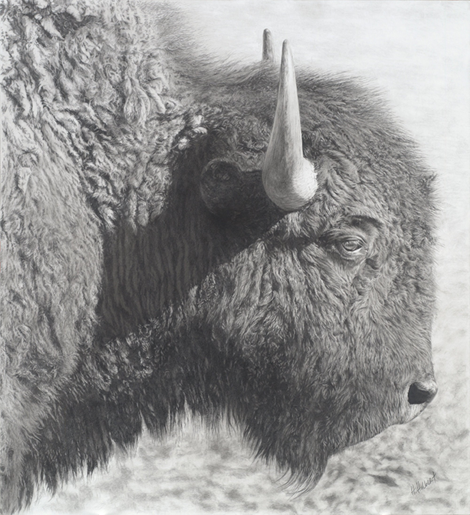 Yellowstone Bull Giclée Print, Fine Art Pencil Drawing on BFK Rives ...