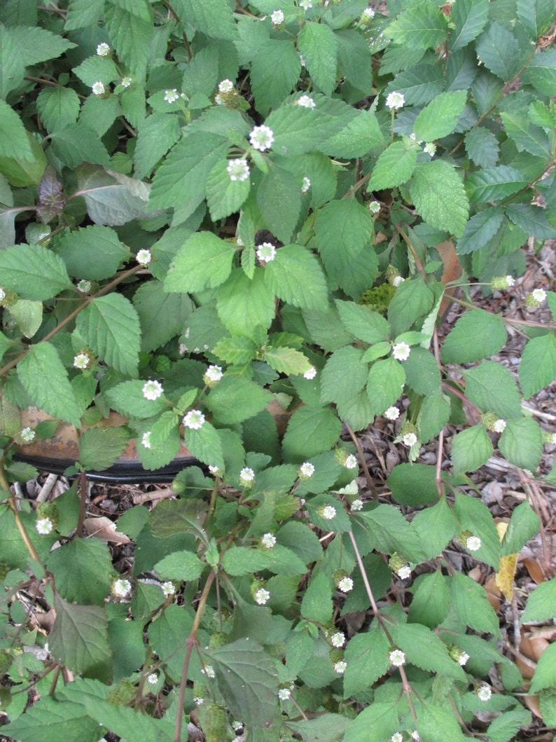 Aztec Sweet Herb Live Plant, Mayan Mint, Edible Yerba Dulce - Etsy