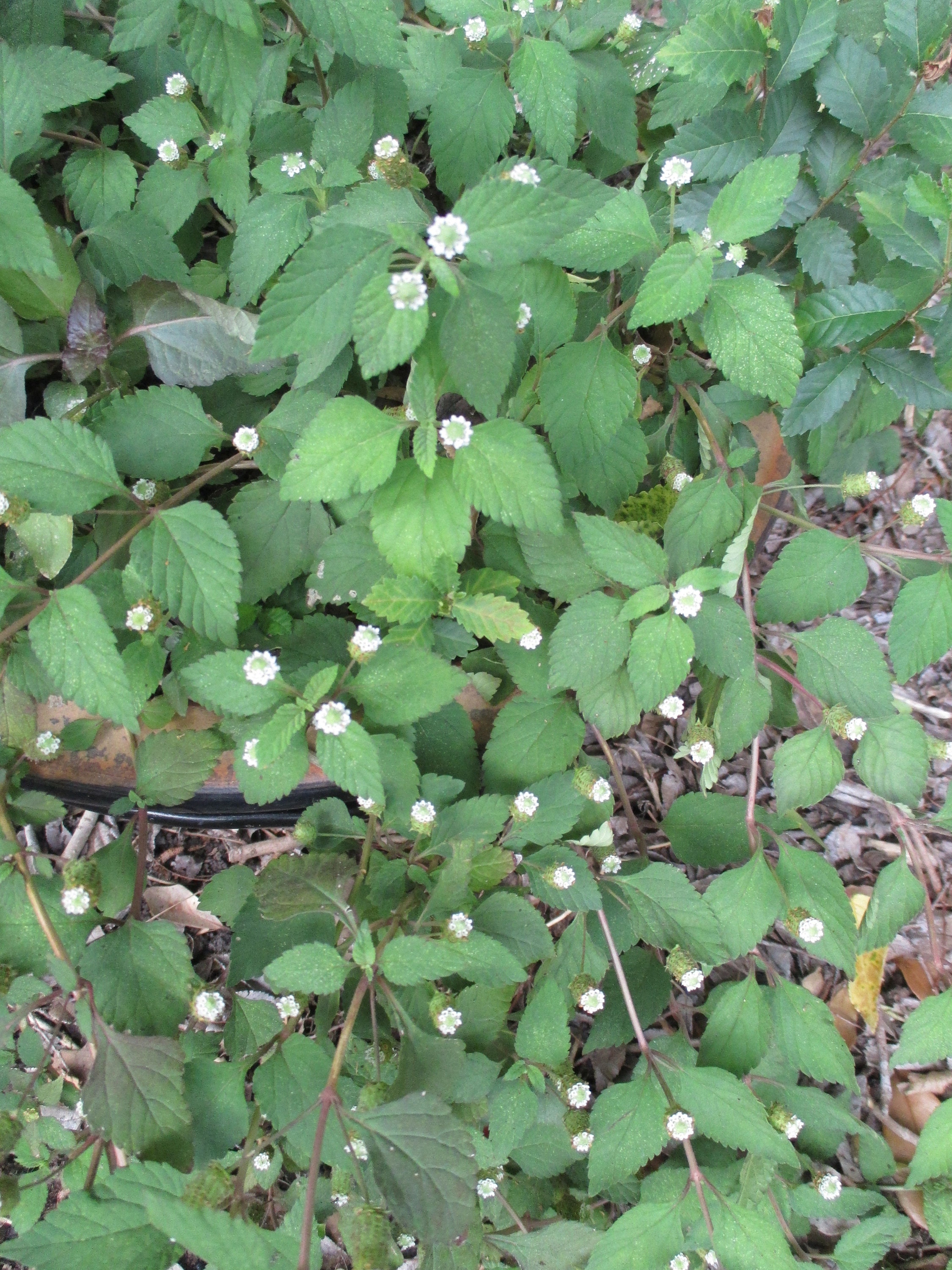Aztec Sweet Herb Live Plant, Mayan Mint, Edible Yerba Dulce - Etsy