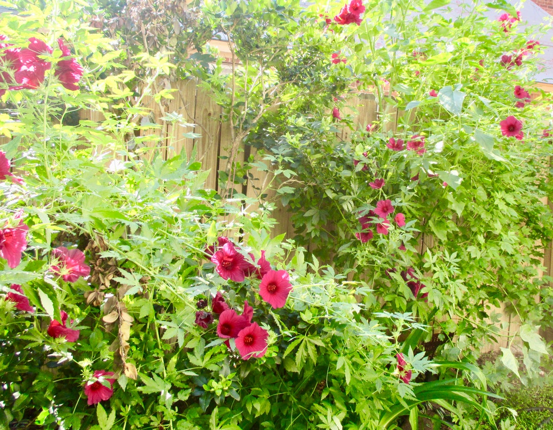 Monarch Rosemallow Aka October Rose (hibiscus Radiatus) Live Seedling ...