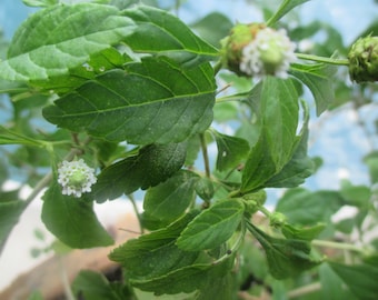 Aztec Sweet Herb Lippia Dulcis Plant - Etsy