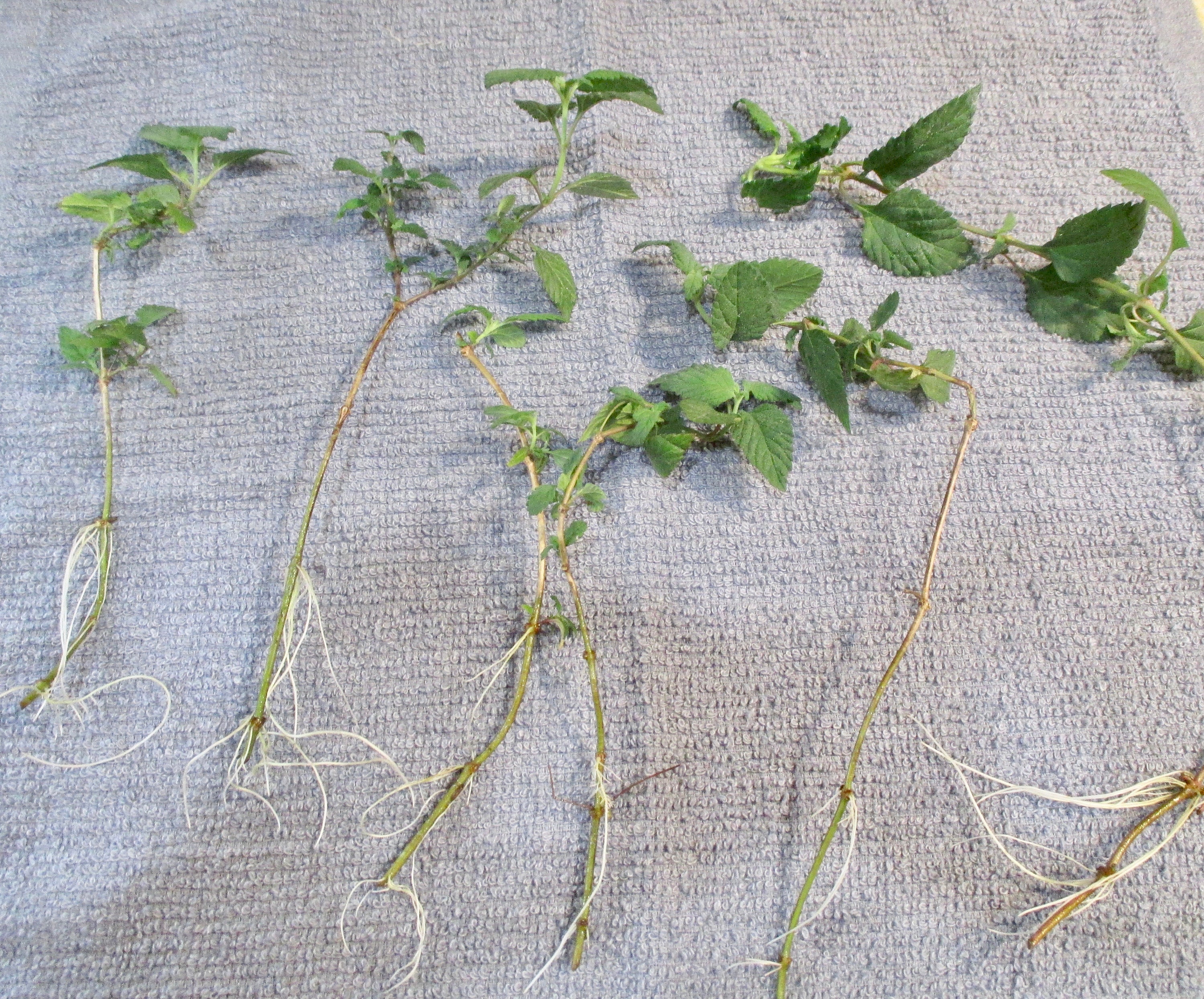 Aztec Sweet Herb Live Plant phyla Dulcis/lippia Dulcis/yerba Dulce ...