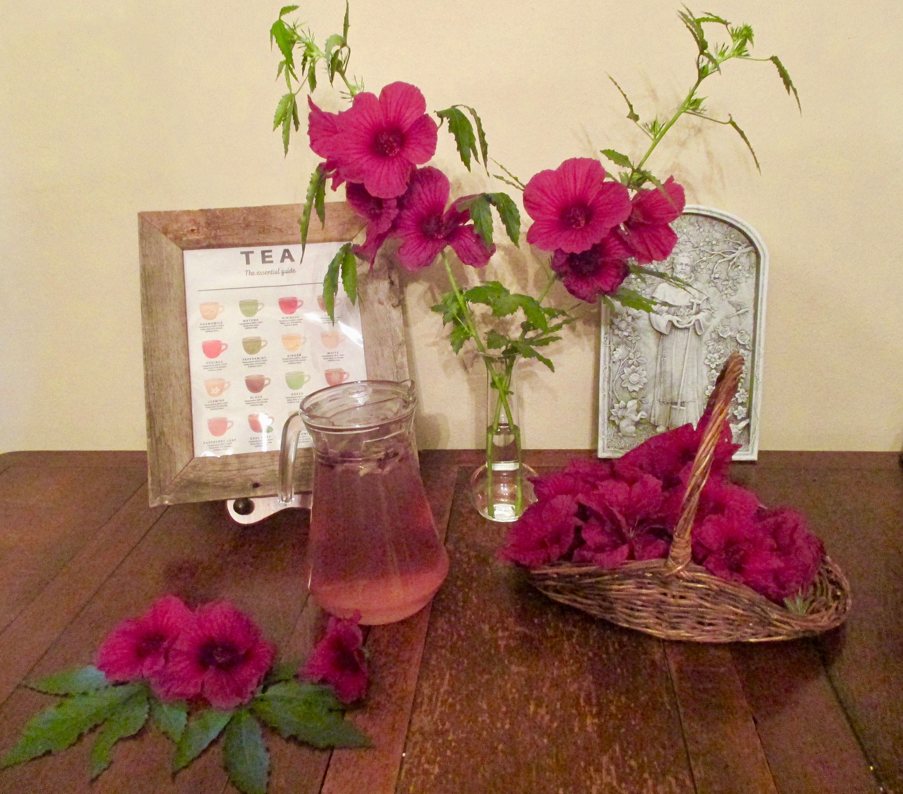 Monarch Rosemallow Aka October Rose hibiscus Radiatus Live Plant ...
