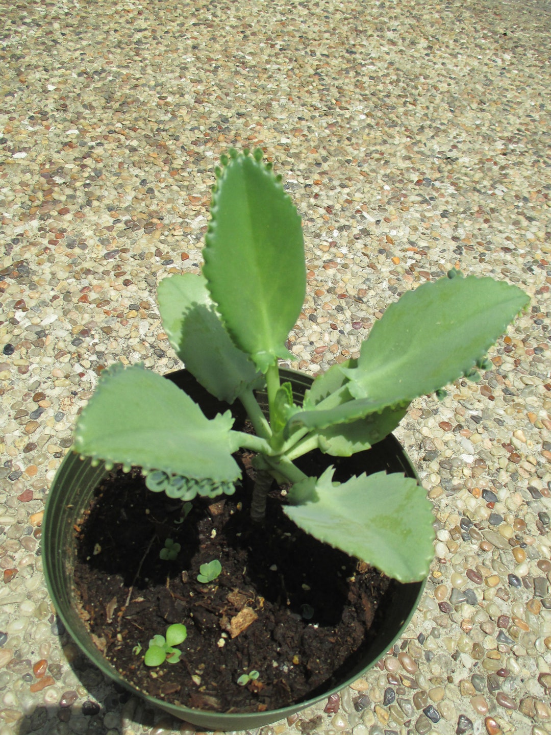Mother of Thousands Succulent Plant (kalanchoe Laetivirens ...