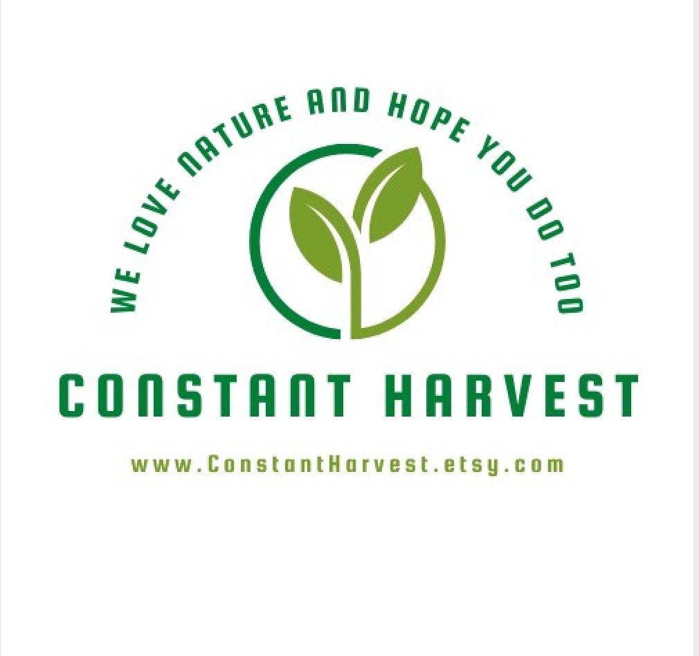 Aztec Sweet Herb Live Plant (phyla Dulcis/lippia Dulcis/yerba Dulce ...