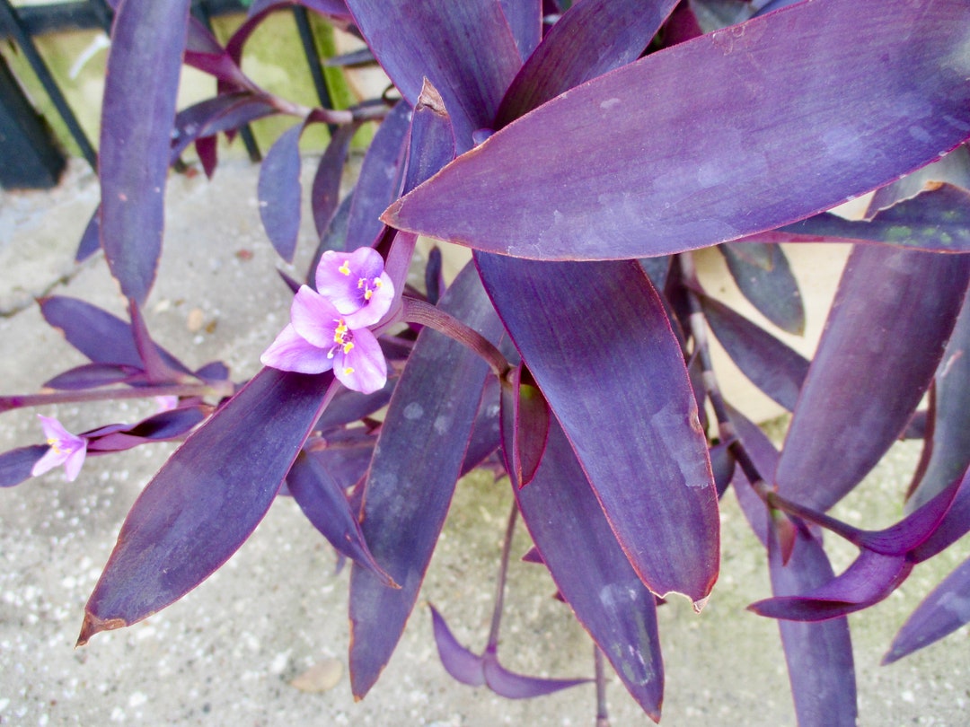 Purple Heart/purple Queen tradescantia Pallida 5 4 Inch Cuttings of ...